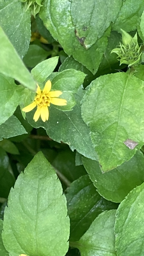straggler daisy from Yercaud, Yercaud, TN, IN on August 10, 2023 at 10: ...