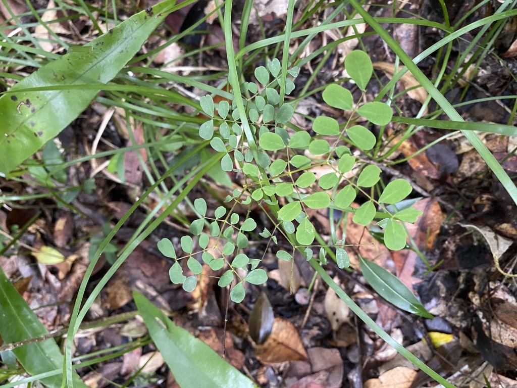 Mezoneuron from Cooloola Recreation Area, Cooloola, QLD, AU on August ...