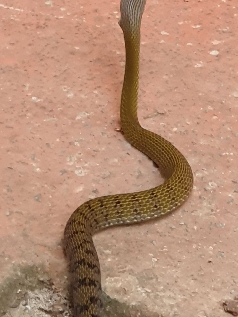 Clark's Forest Racer from Mindo, Ecuador on August 3, 2023 at 04:17 PM ...