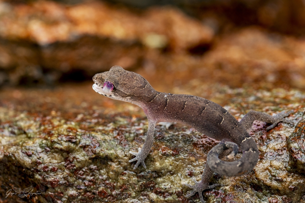 Clouded Bent-toed Gecko from Simhachalam on November 13, 2021 at 06:54 ...