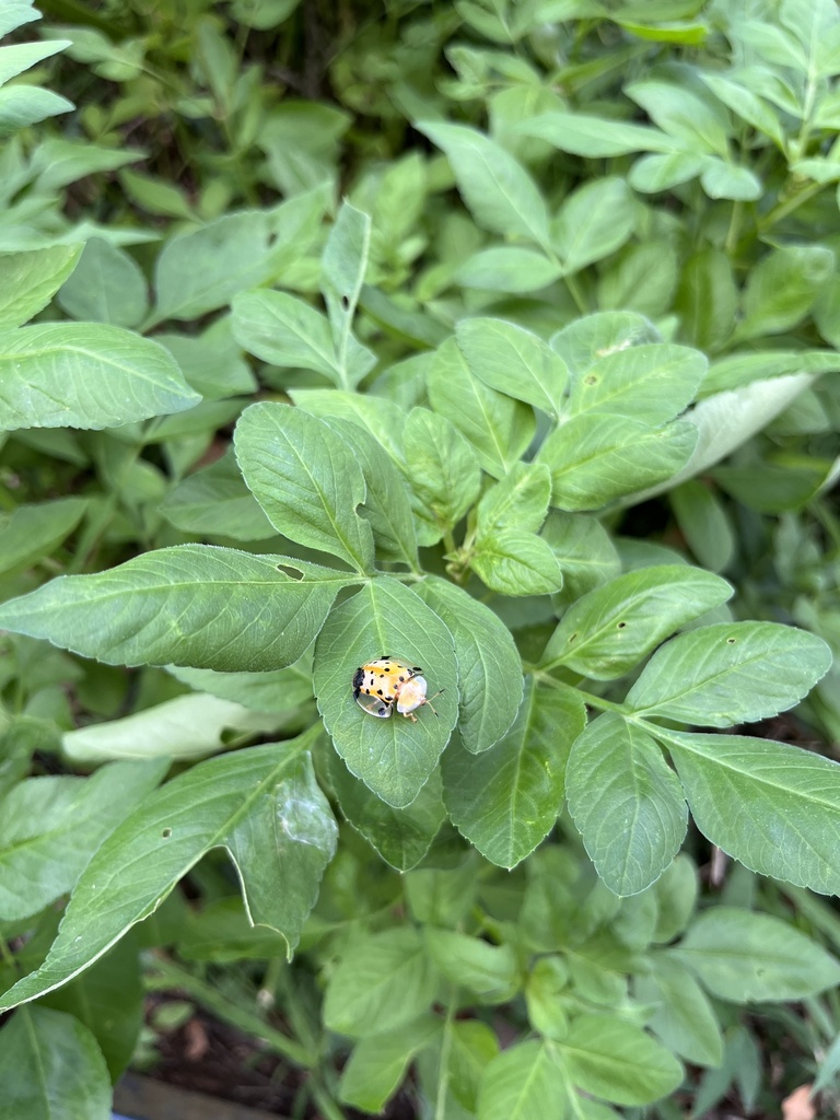 Asian Spotted Tortoise Beetle from 碧潭風景區, 新店區, NWT, TW on August 10 ...
