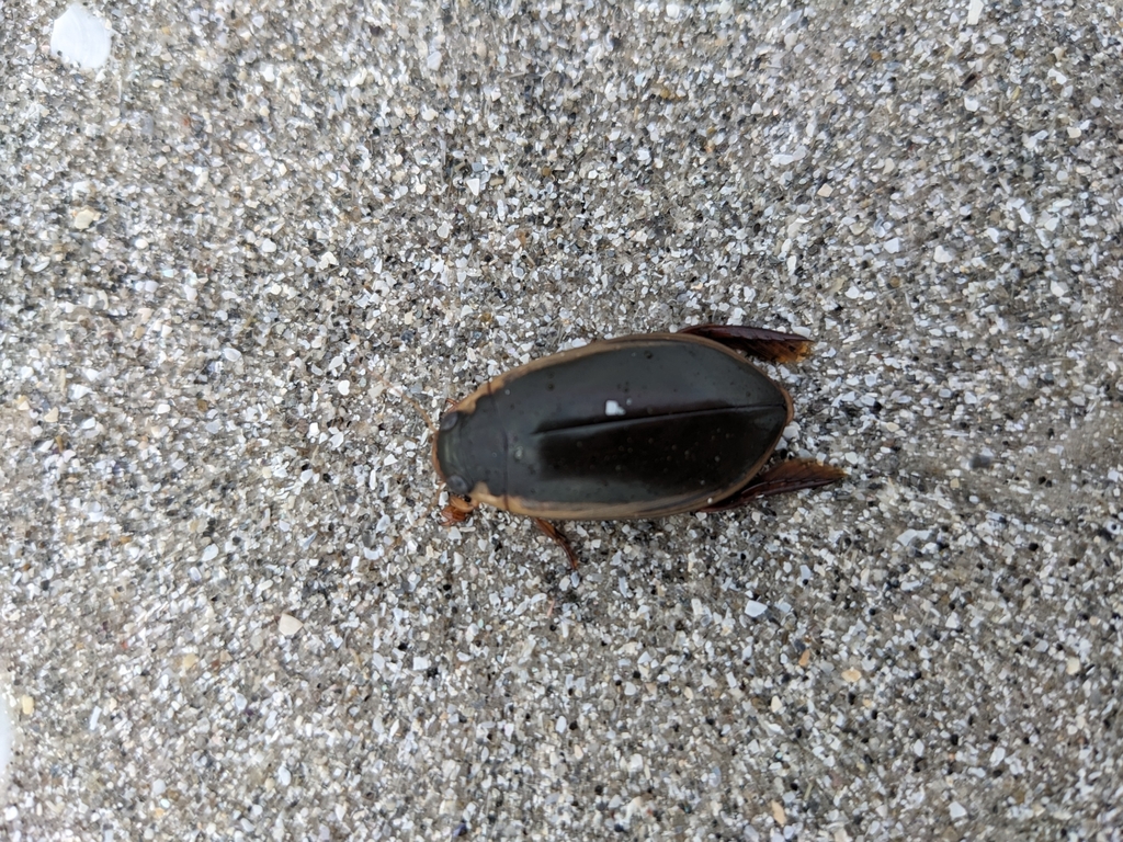 Cybistrinae from Carrum VIC 3197, Australia on August 10, 2023 at 04:34 PM by Sean Chappell ...