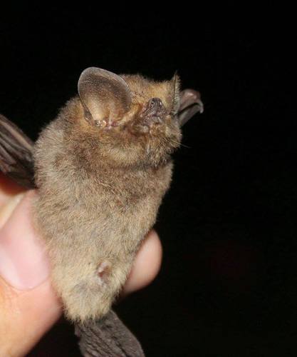 Thumbless and Smoky Bats (Family Furipteridae) · iNaturalist