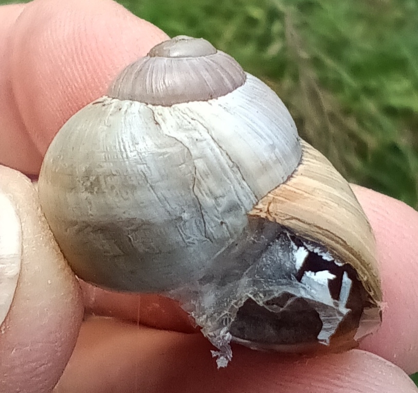 Helix lutescens from Viscri 507039, Rumunia on August 10, 2023 at 02:51 ...