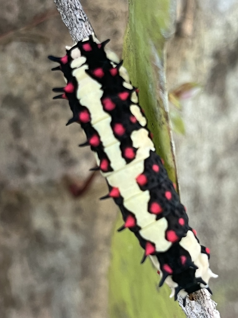 Common Mime Swallowtail from Cejlon, Western Province, LK on August 10 ...