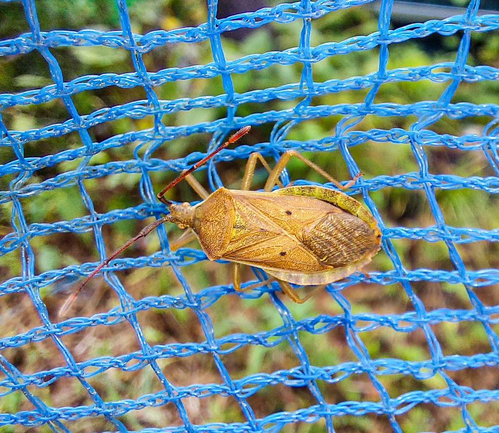 Homoeocerus unipunctatus from 3 Chome Motohachiojimachi, Hachioji ...