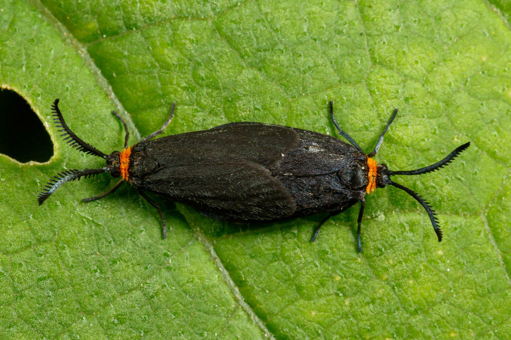 Clemens' False Skeletonizer from Orange County, US-FL, US on August 9 ...