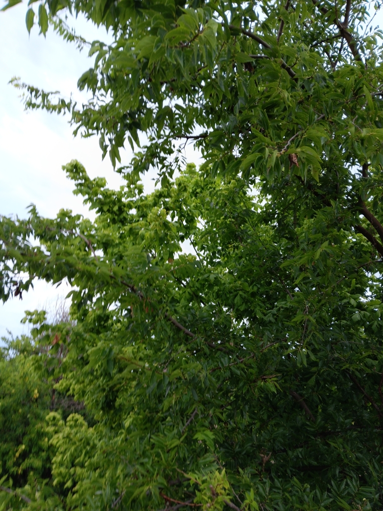 Something by Ann Lehrer · iNaturalist