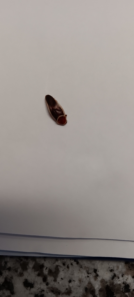 Pale-bordered Field Cockroach from Sachse, TX, USA on August 10, 2023 ...