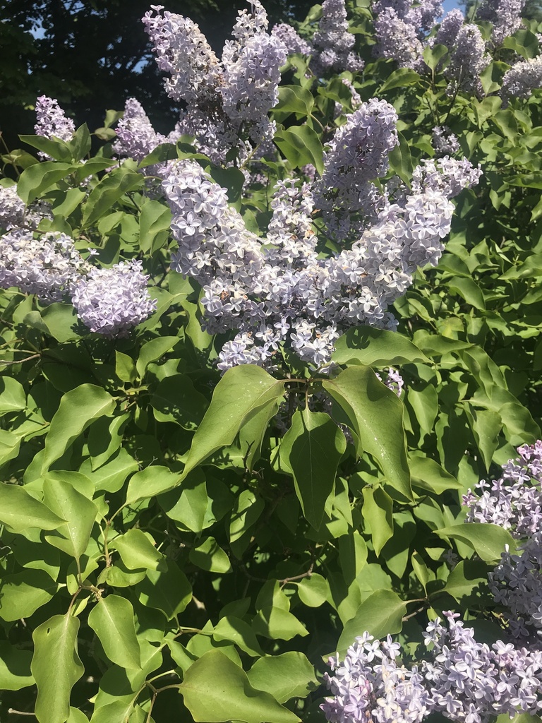 Lilacs from North Yorkshire, England, GB on 03 June, 2023 at 01:37 PM ...