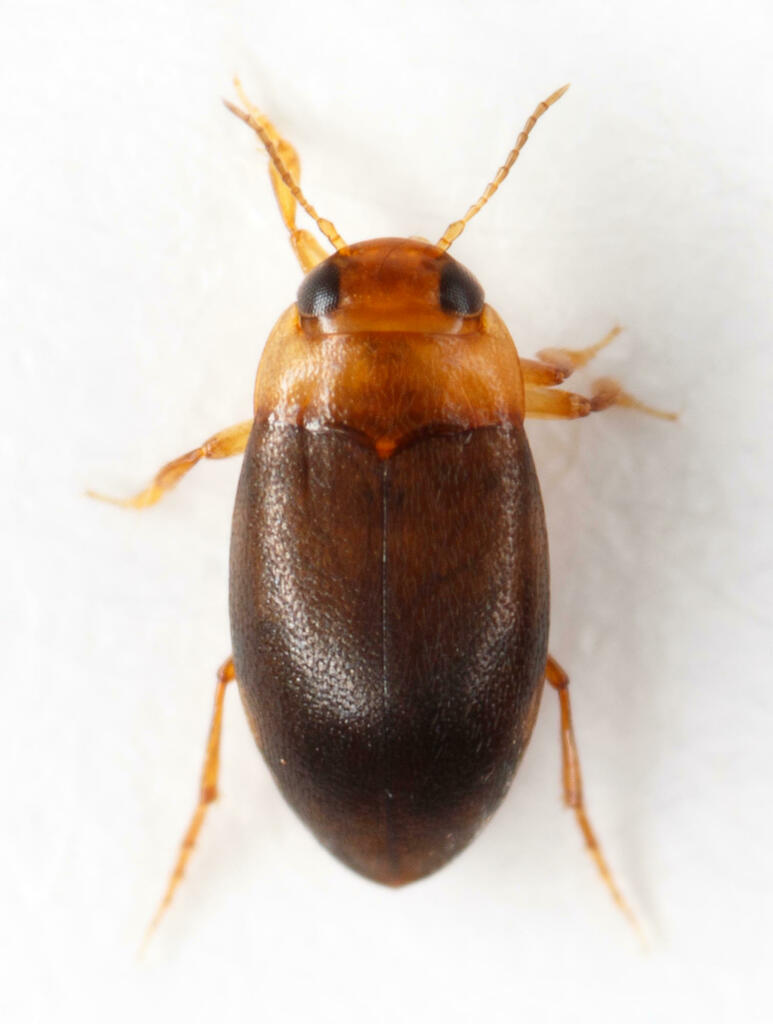 Bidessonotus in August 2023 by Chris Rorabaugh. Bidessonotus? · iNaturalist