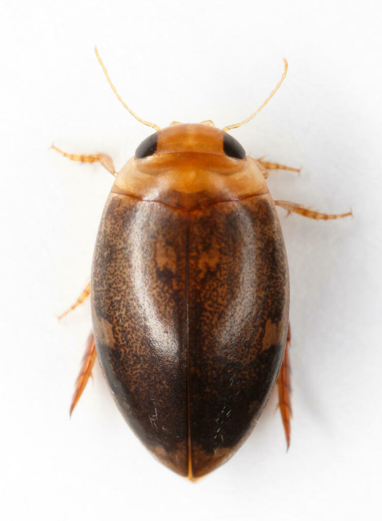 Laccophilus proximus in August 2023 by Chris Rorabaugh · iNaturalist