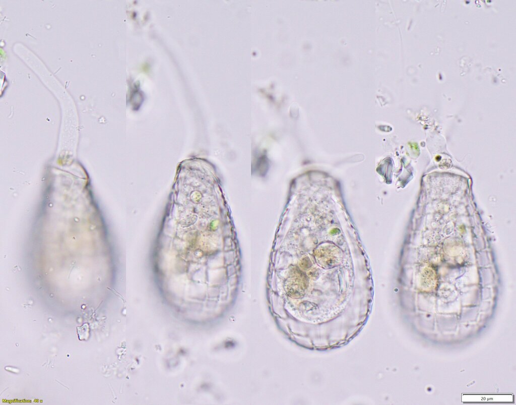 Quadrulella symmetrica from Nijetrijne, Netherlands on August 9, 2023 at 03:21 PM by wleurs ...