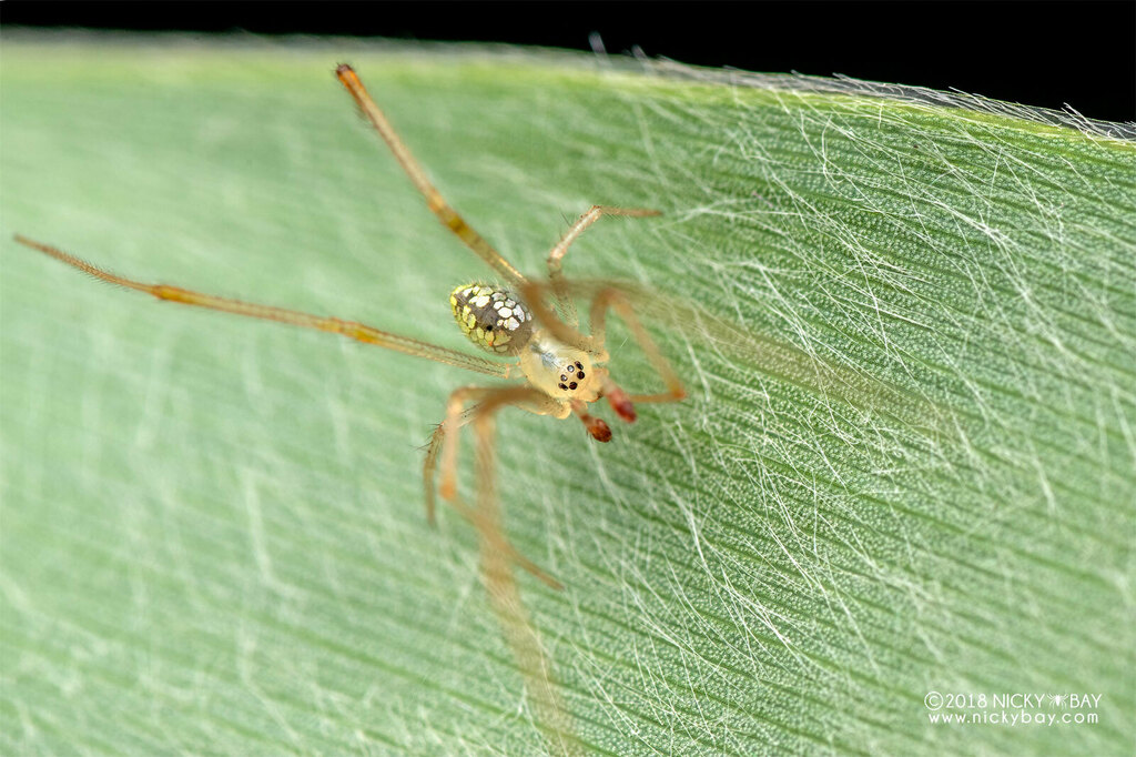 Mirror-ball Spiders from 3CF8+HP3, Andasibe, Madagascar on June 4, 2018 ...