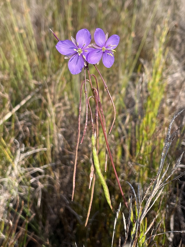 Heliophila subulata subulata from Goukamma Nature Reserve, WC, ZA on ...