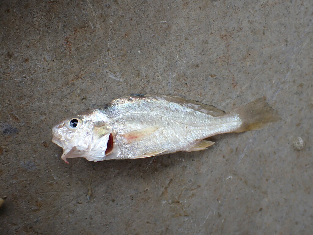 small yellow croaker from 中國廣東省深圳市南山區 on August 10, 2023 at 12:53 PM by ...