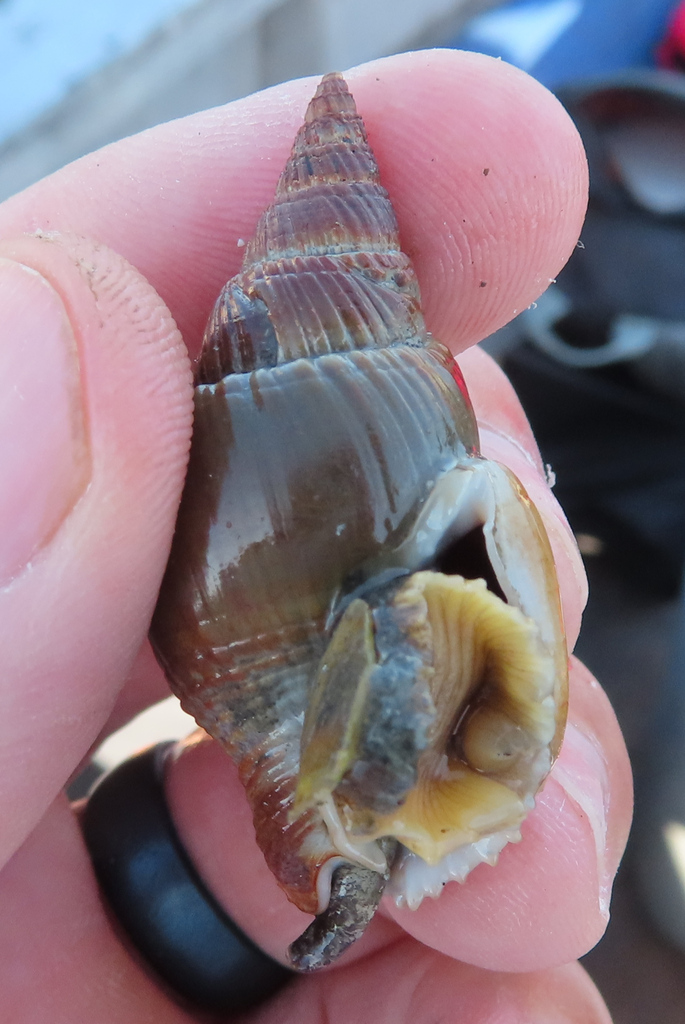 Nassarius olivaceus from Pinrang Regency, South Sulawesi, Indonesia on ...