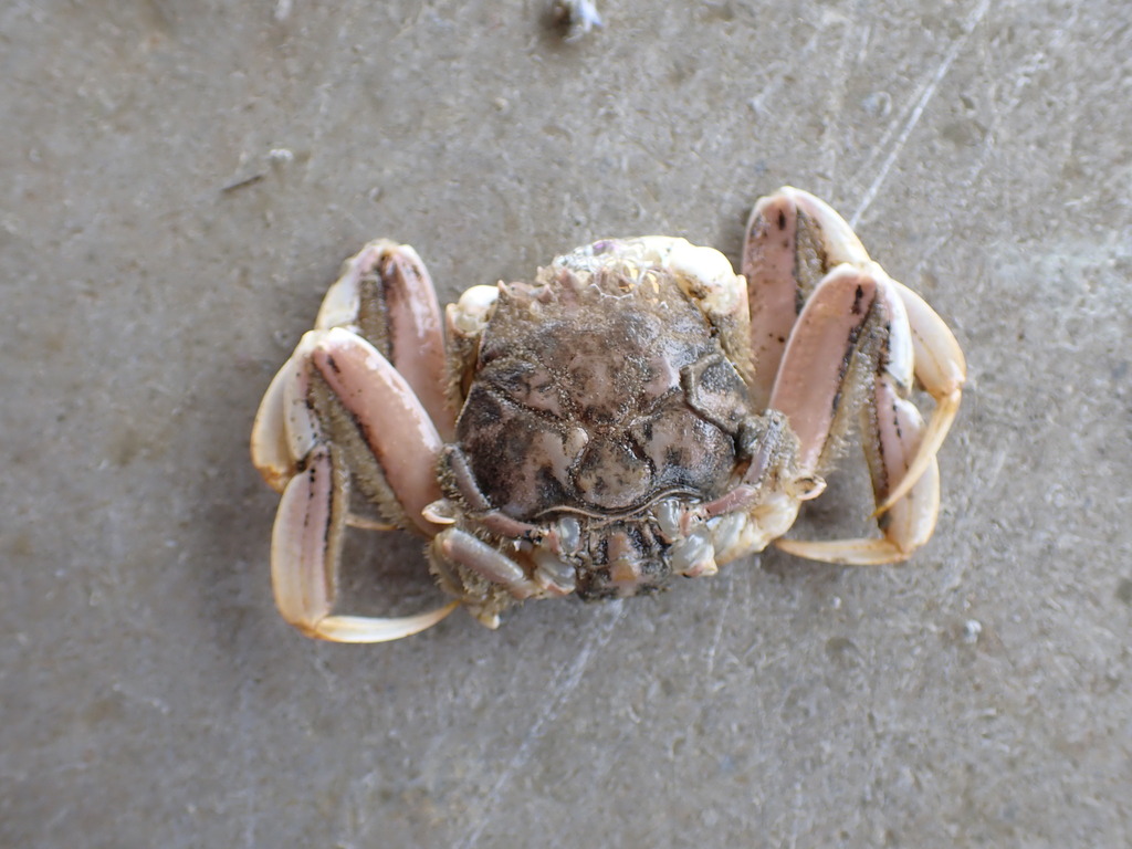 Neodorippe from 中國廣東省深圳市南山區 on August 10, 2023 at 12:56 PM by Sunny ...