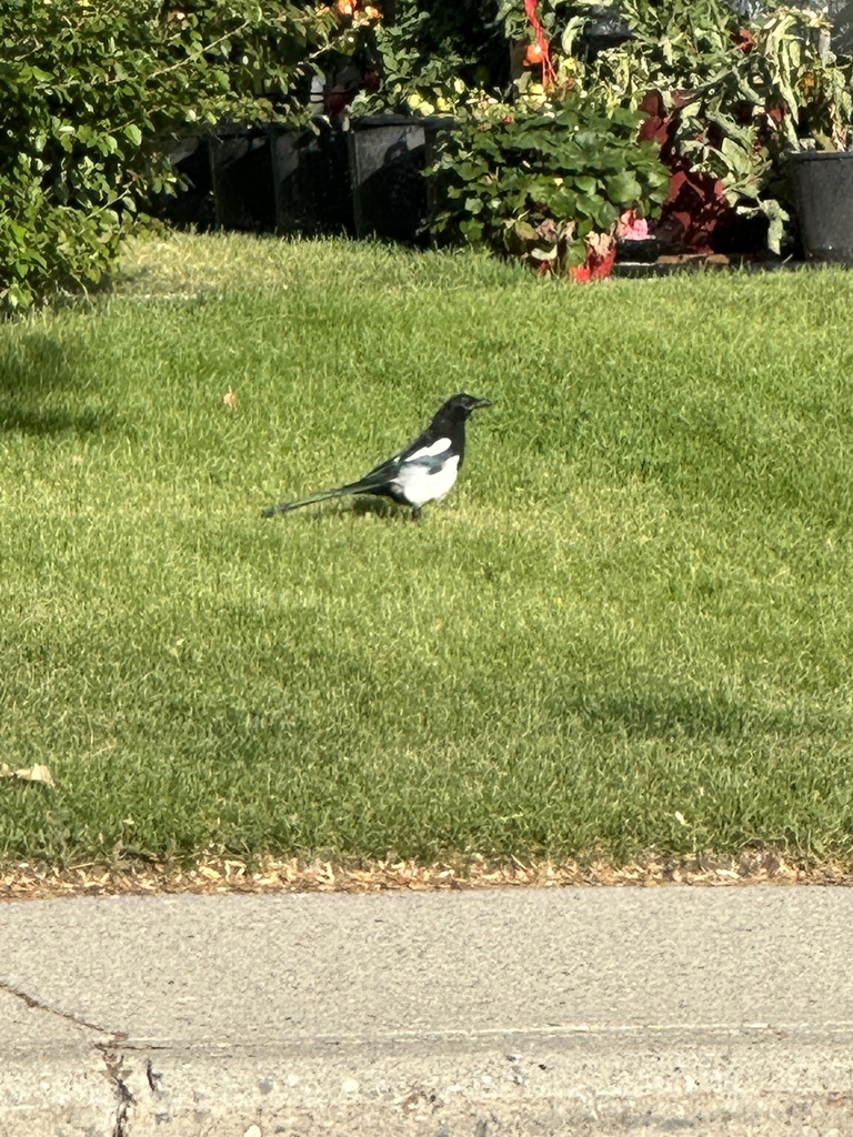 Black-billed Magpie from Fifth Ave SW, Calgary, AB, CA on August 10 ...