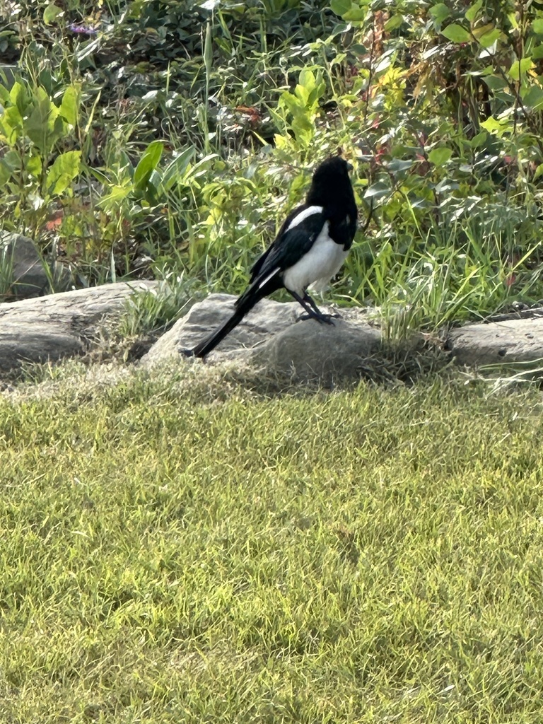 Black-billed Magpie from Spruce Dr SW, Calgary, AB, CA on August 10 ...
