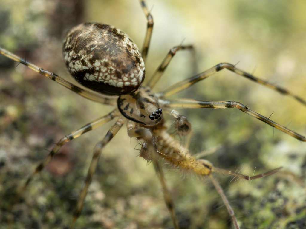 Invisible Spider in August 2023 by Markus Horrer · iNaturalist