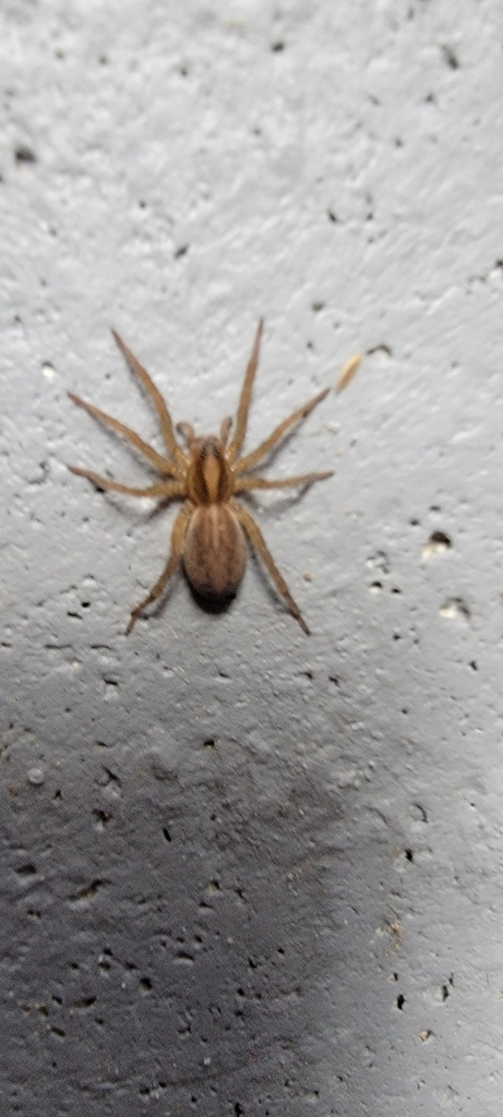 Rustic Wolf Spider in August 2023 by White · iNaturalist