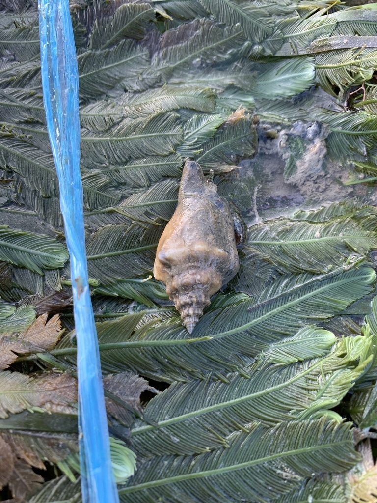 Little Bear Conch from Singapore Strait, SG on August 5, 2023 at 07:57 ...