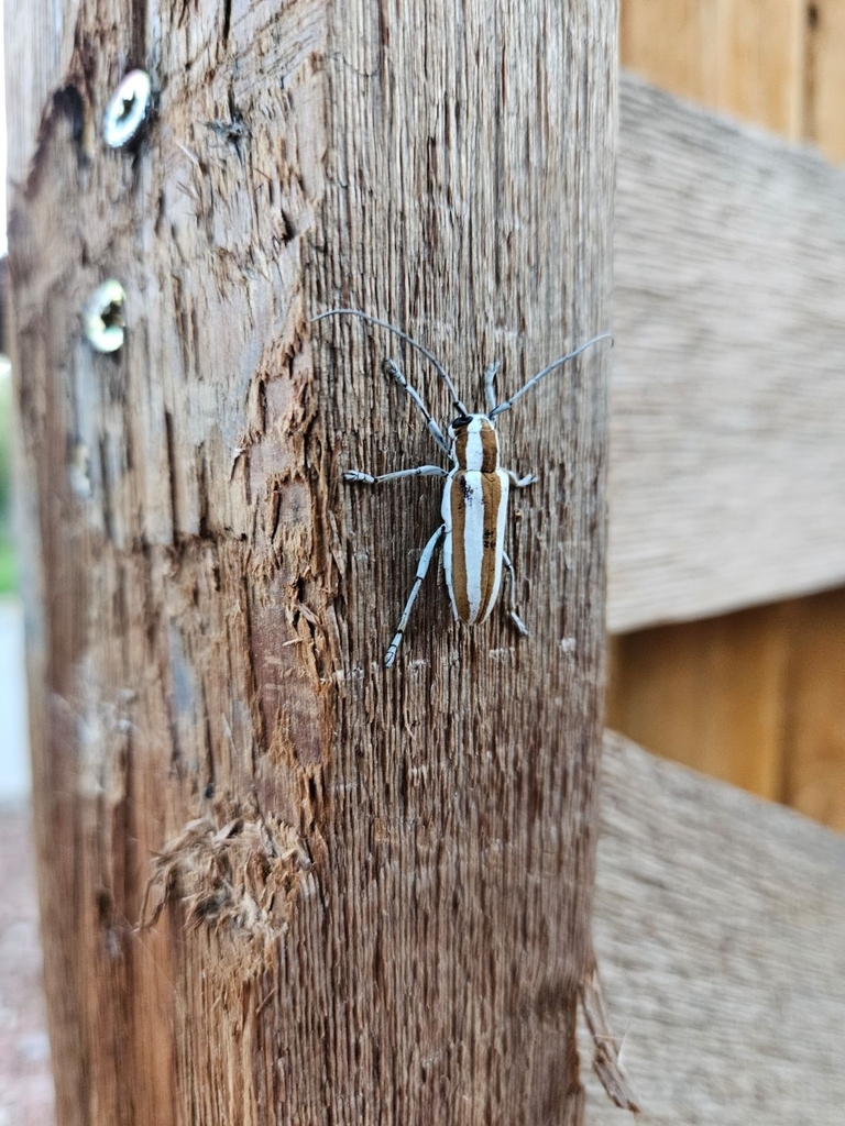 Round-headed Apple Tree Borer by Lu Stine · iNaturalist