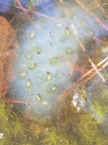 Observations by ryan_leeson · iNaturalist