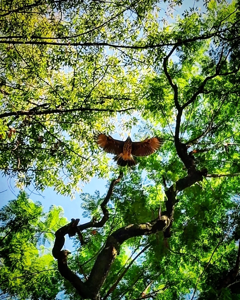 Harris's Hawk from CE-070 Parque México - Michoacán, Hipódromo ...