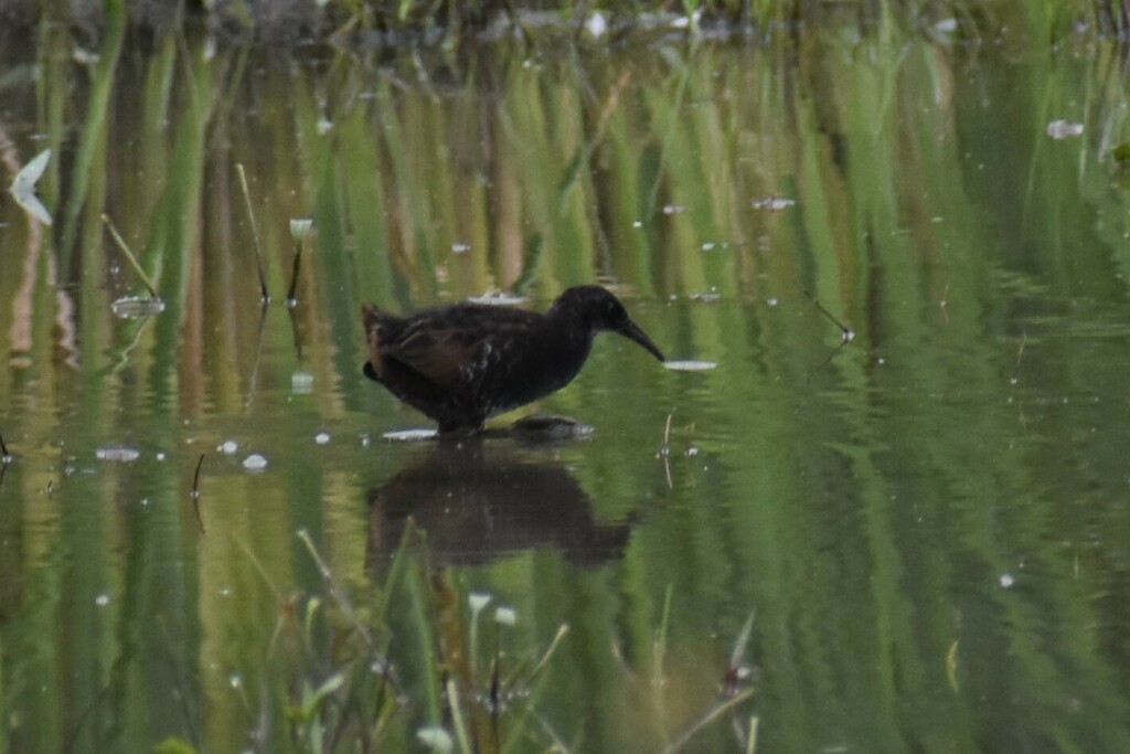 Virginia Rail from Redmond Retention Ponds on August 9, 2023 at 11:59 ...