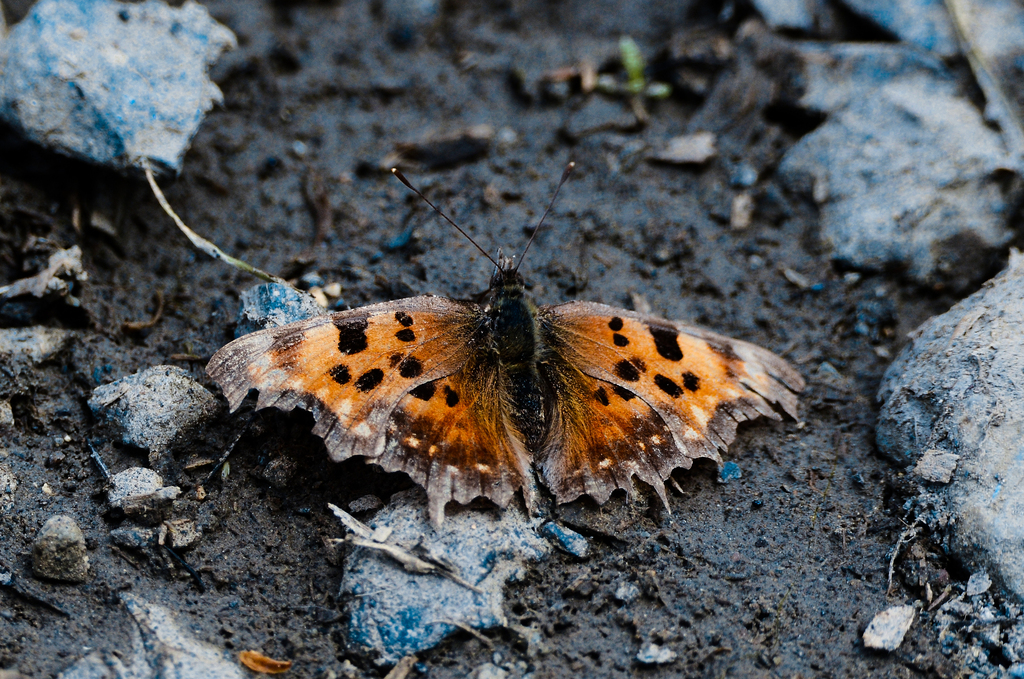 Green Comma from Гулдс, Сент-Джон, Ньюфаундленд та Лабрадор, Канада on ...