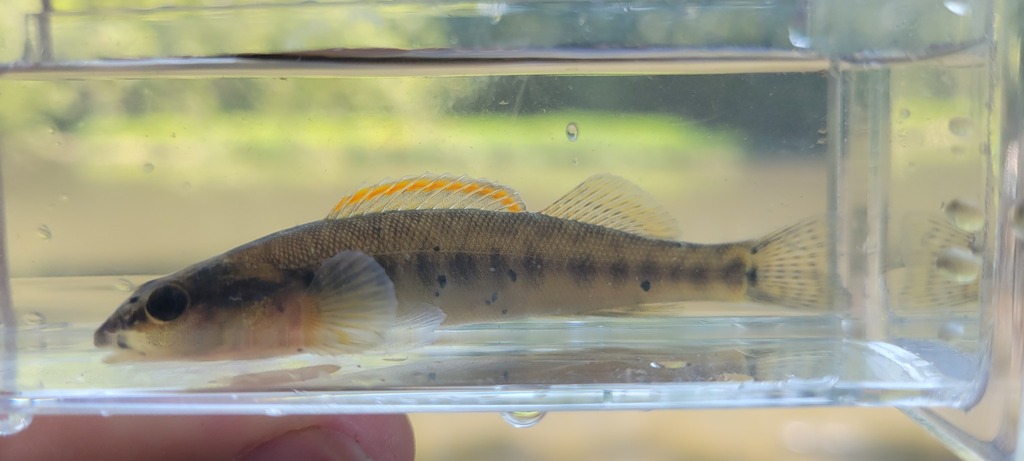 Slenderhead darter in August 2023 by Brandon Brooke · iNaturalist