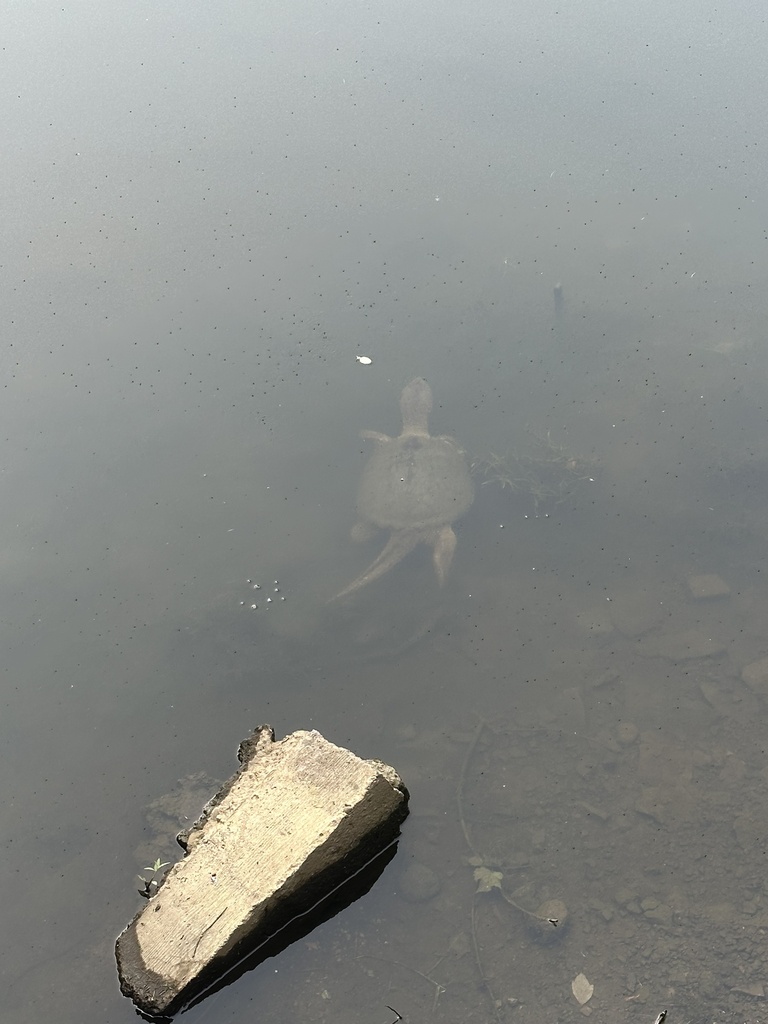 Common Snapping Turtle from Father Hennepin Bluff Park, Minneapolis, MN ...