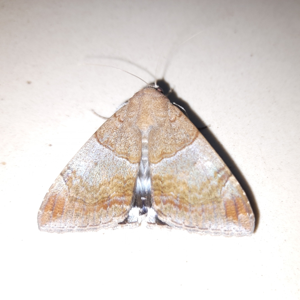 Castor Semi-looper from Poojari Arcade, Gonikoppa, Karnataka 571213 ...