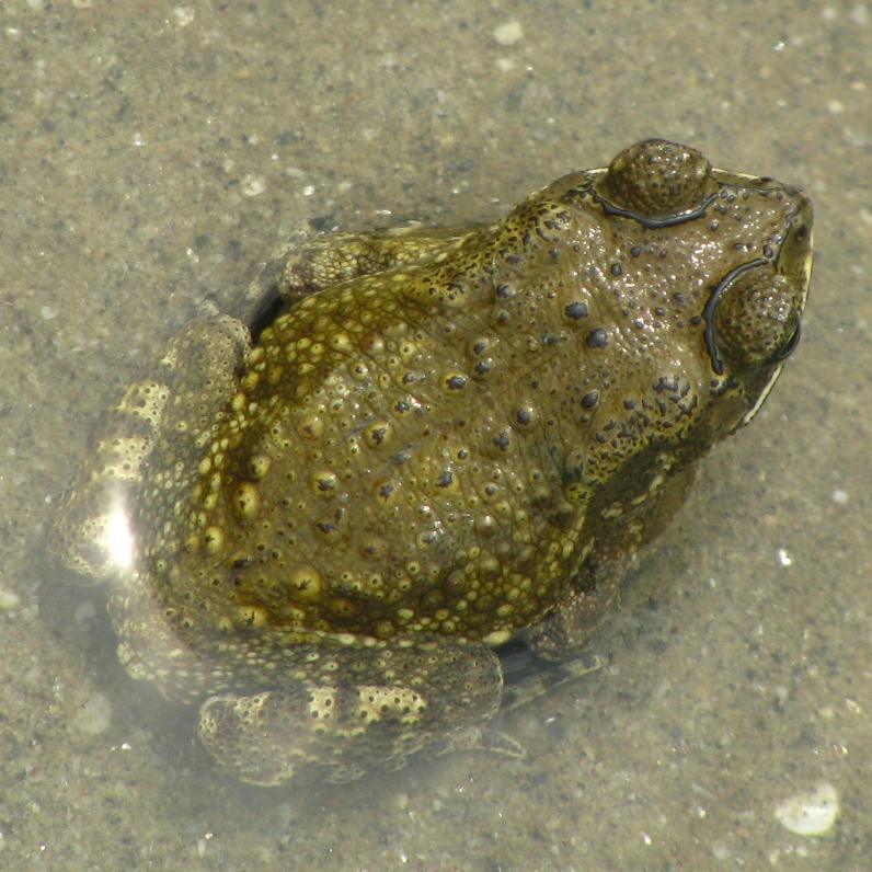Asian Common Toad from Кансен, Утаранчал 249193, Индия on April 21 ...