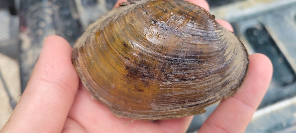 Neosho Mucket in August 2023 by Brandon Brooke. Unfortunately, lots of ...