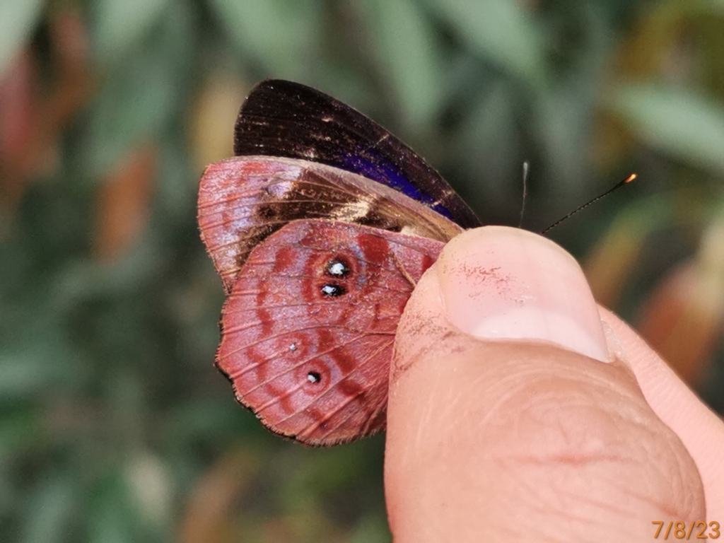 Eunica orphise from Union Milagreña, Ecuador on August 7, 2023 at 11:49 ...