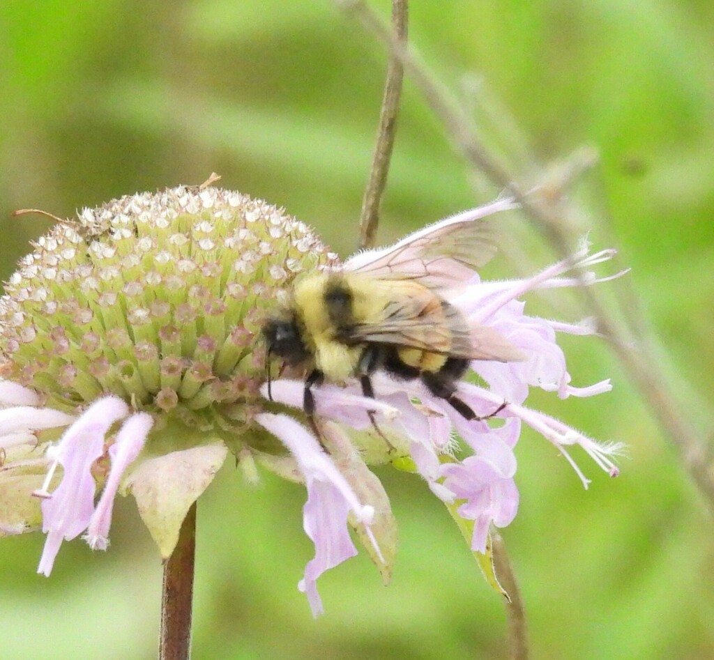Rusty-patched Bumble Bee in August 2023 by D.Kenski. 2nd 30 min survey ...