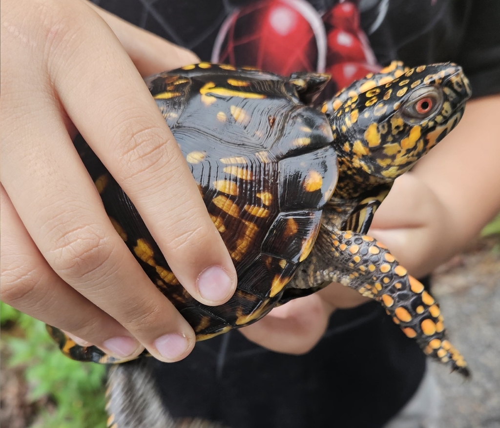 Common Box Turtle in August 2023 by Tony Gerard · iNaturalist