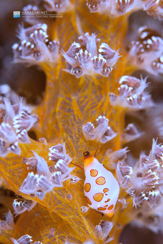 Stereonephthya japonica · iNaturalist