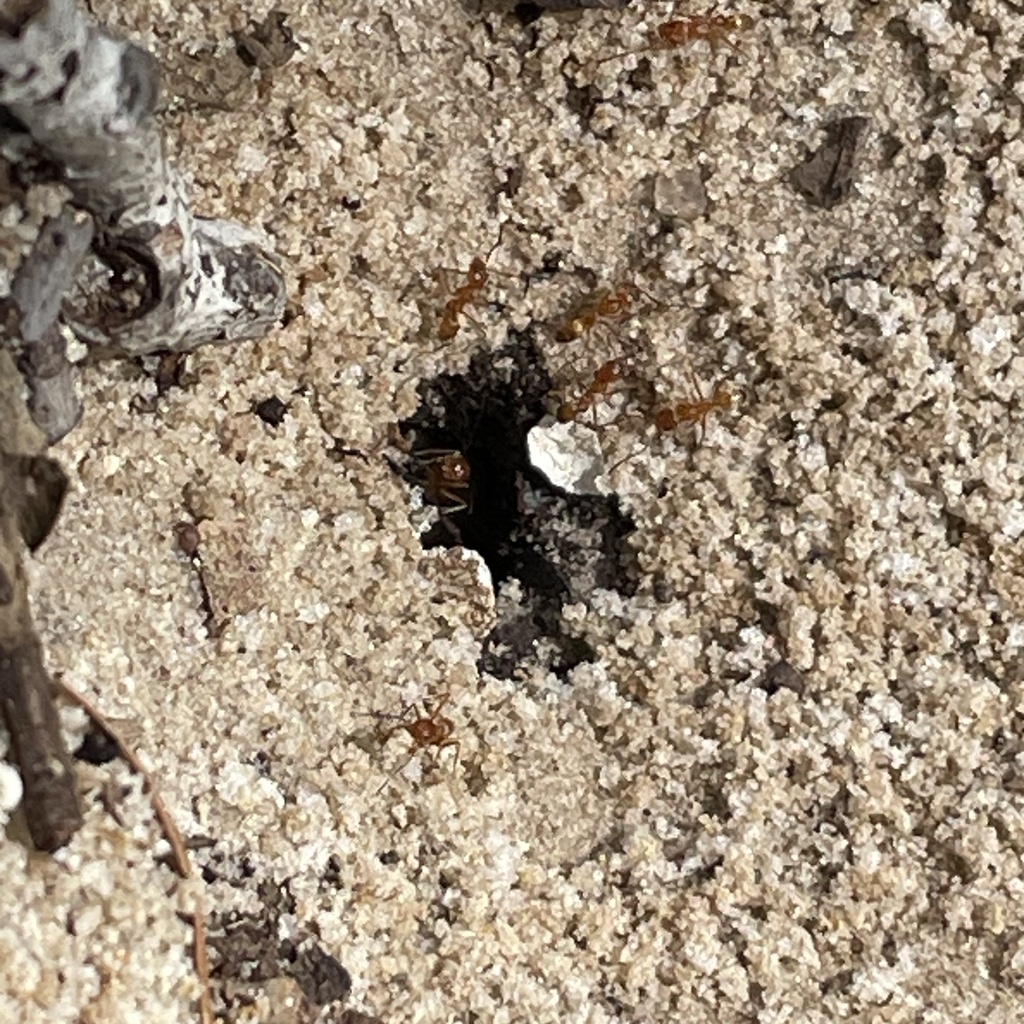 Buren's Pyramid Ant from Cypress Point Park, Tampa, FL, US on August 10 ...