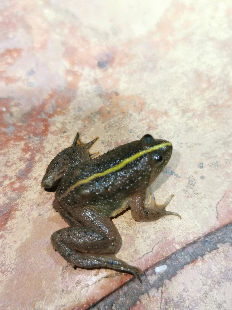 Green Puddle Frog from V2G7+XJH, Suranari, Mueang Nakhon Ratchasima ...