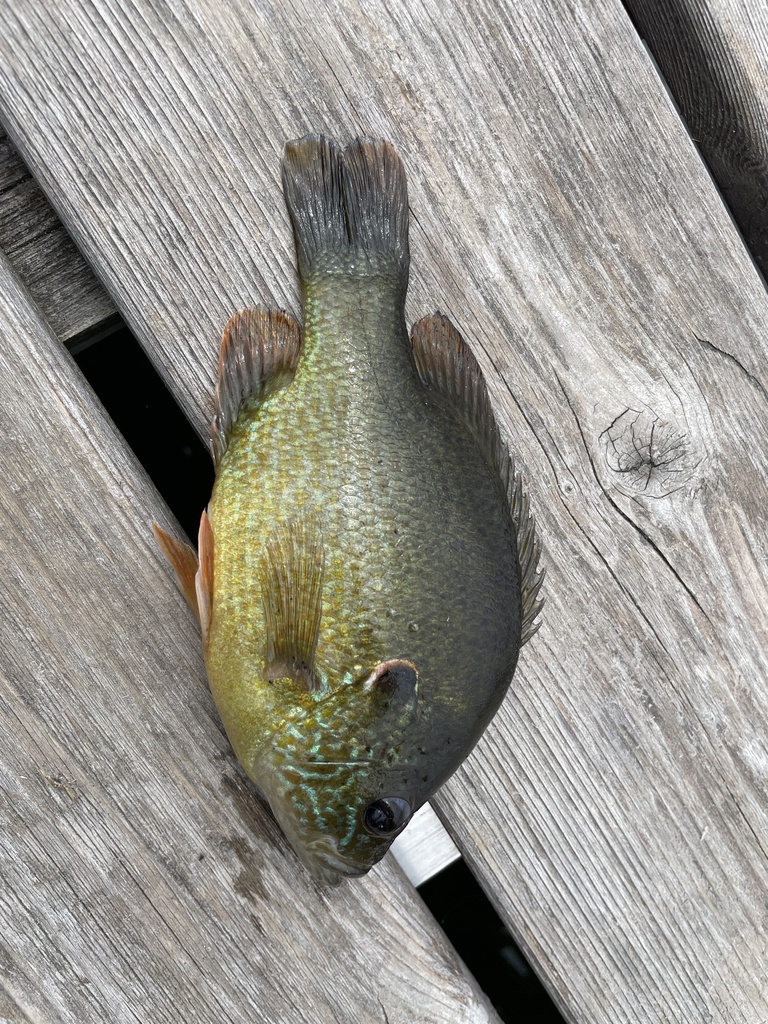 Pumpkinseed × Green Sunfish from Pine Ln, Nisswa, MN, US on August 10 ...