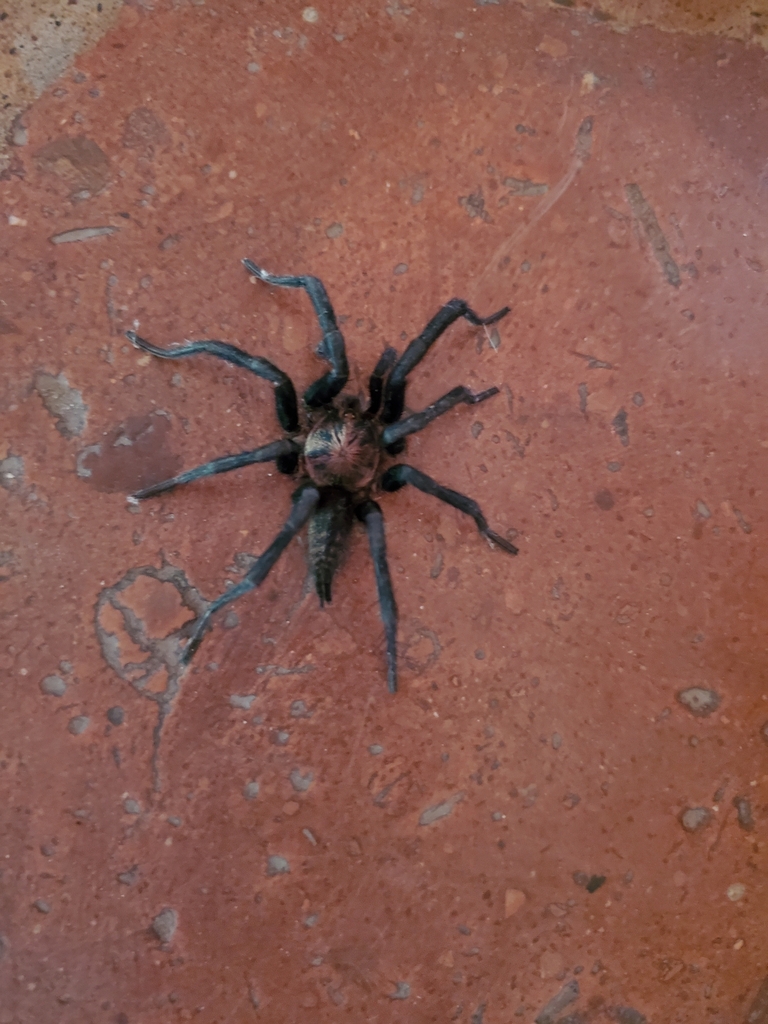 Curtain-web Spiders from Vilcabamba (Victoria), Ecuador on August 10 ...