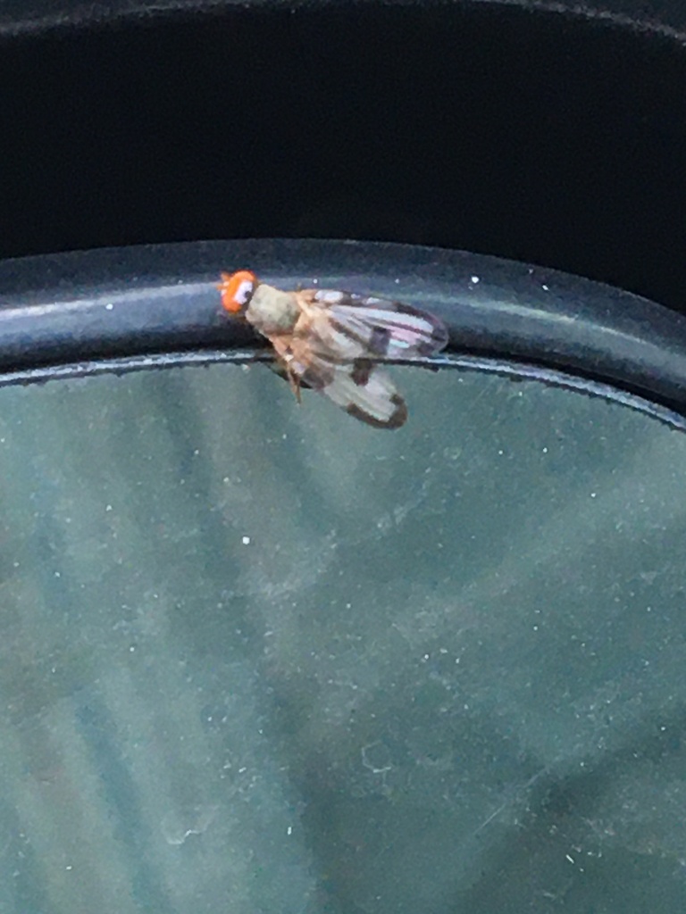 Flutter-wing Flies from Ropažu pag., Rīga, LV on August 10, 2023 at 06: ...