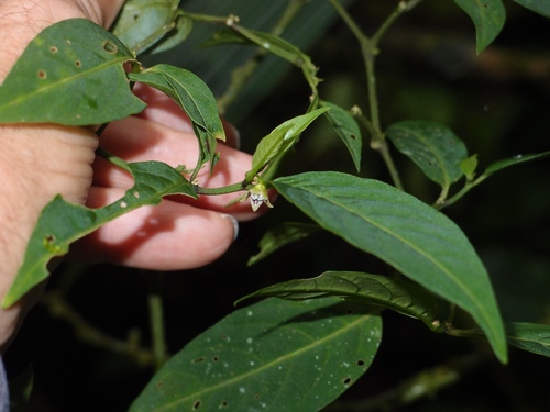 Deprea peruviana · iNaturalist