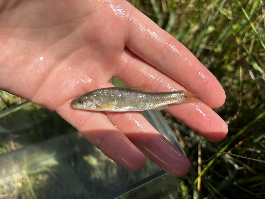 Central Stoneroller in July 2023 by erieger98. Richeau Creek · iNaturalist