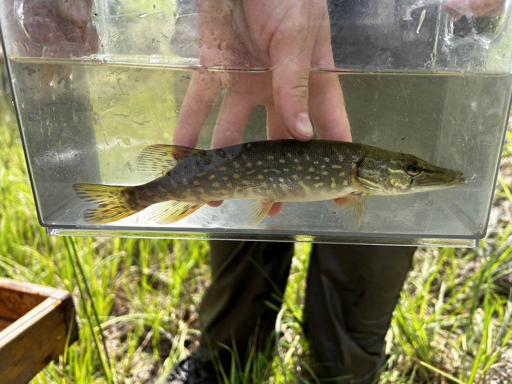 Northern Pike in August 2023 by erieger98. Hanging Woman Creek ...