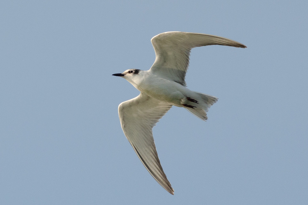 Whiskered Tern from Таращанський район, Київська обл., Україна on ...